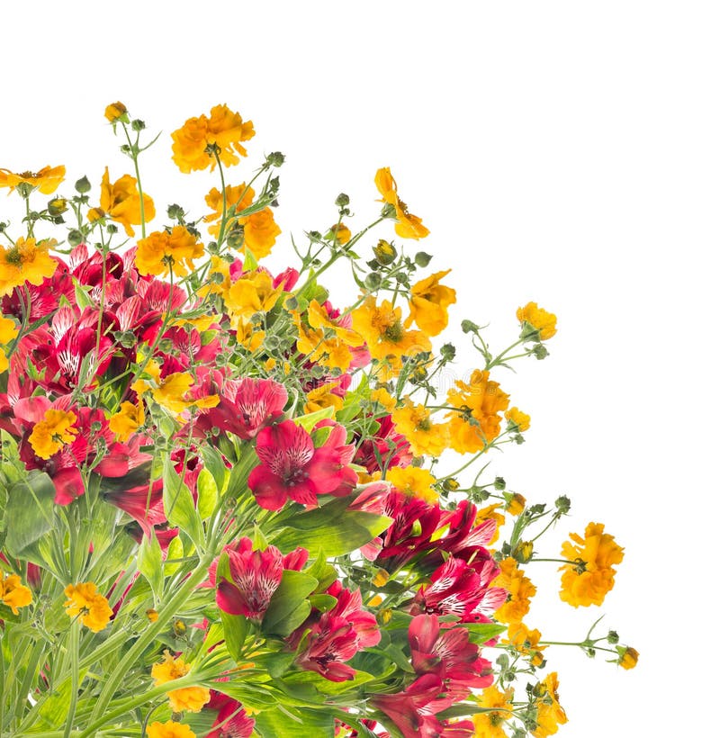 Floral Border of Yellow and Red Flowers,isolated Stock Photo - Image of ...