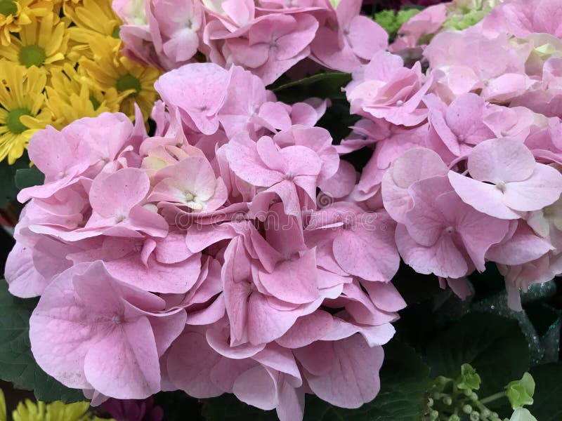 Hydrangeas pink stock photo. Image of colors, bigleaf - 185868316