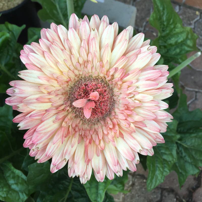 Floral burst stock photo. Image of multi, burst, pink - 118594320