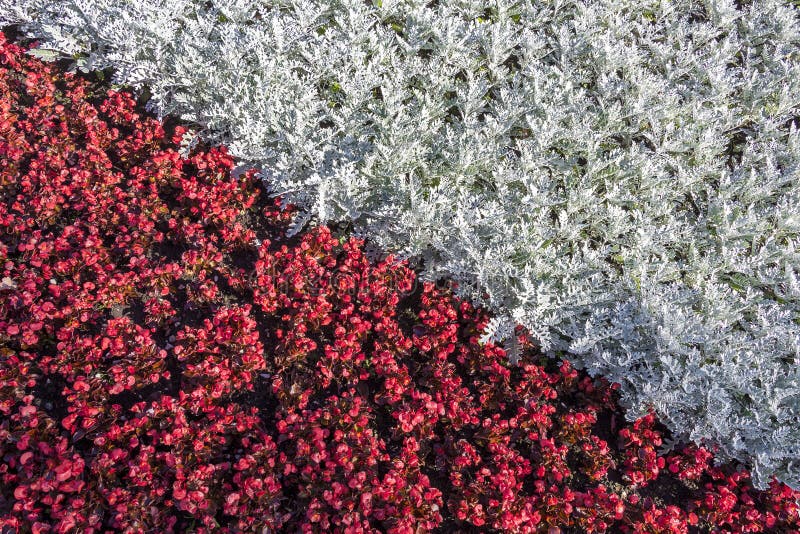 Floral carpet close-up stock image. Image of beautiful - 62141509