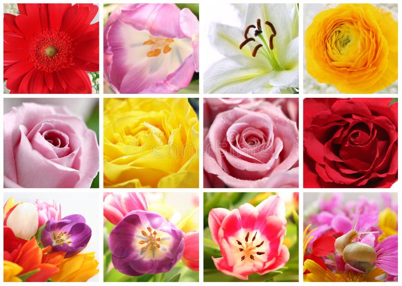 Flowers Collage stock photo. Image of poppies, tulip - 22380850