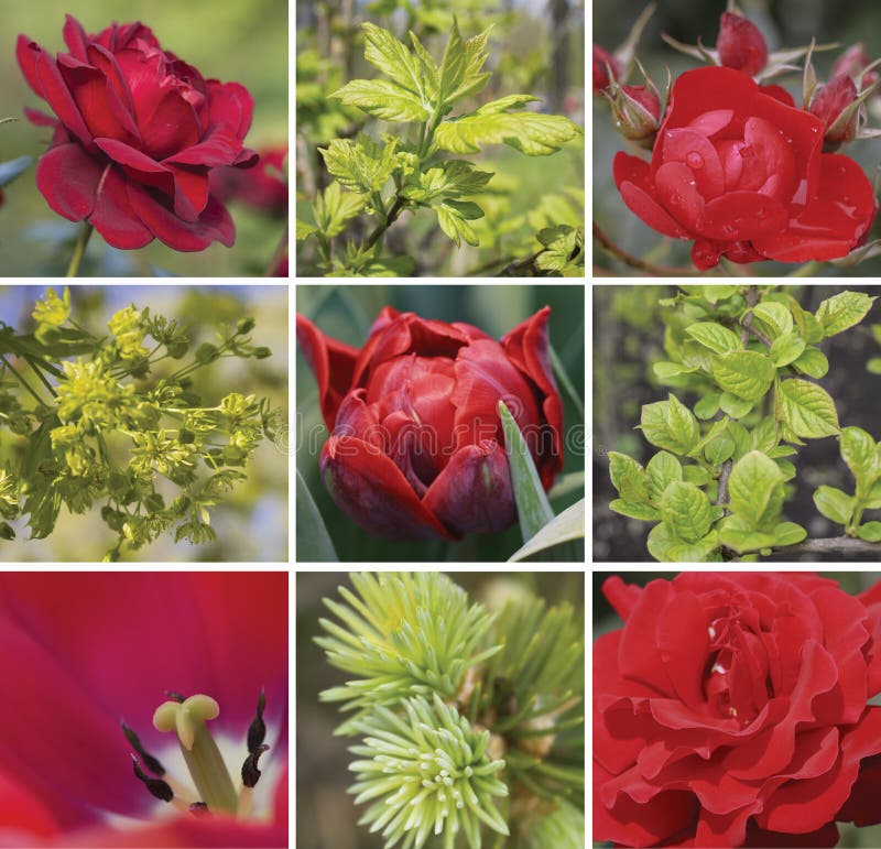 Floral Collage in Red and Green Colors. Stock Photo - Image of ...