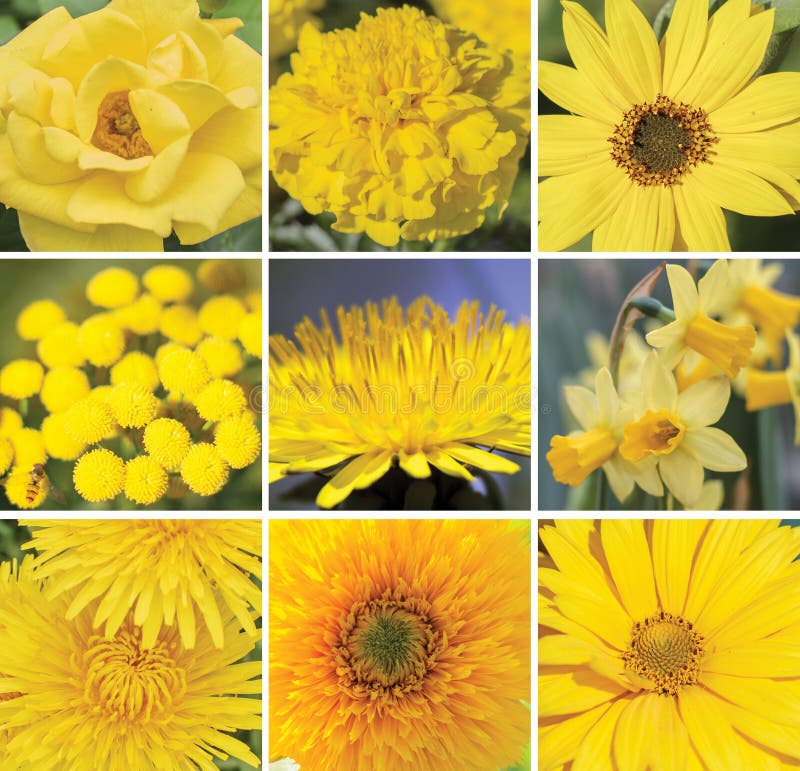 Floral collage in yellow stock photo. Image of blooming - 67912124