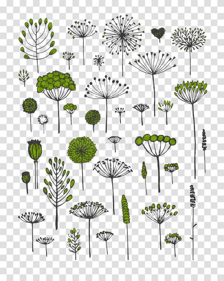 Floral Collection, Sketch Fro Your Design Stock Vector - Illustration ...