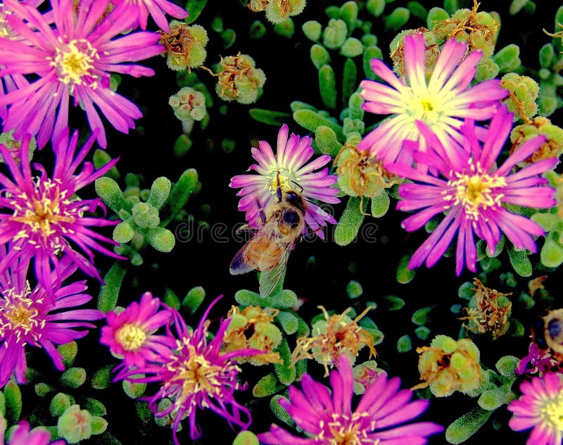 Honey Bee in Center of Dramatic Array of Colorful Flower Blossoms Stock ...