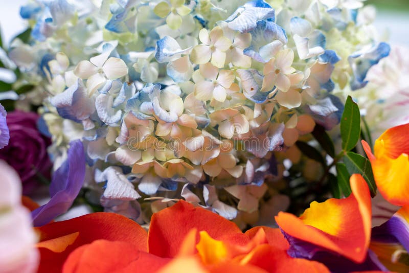 Floral Color Mix Background with Selective Focus Stock Photo - Image of ...