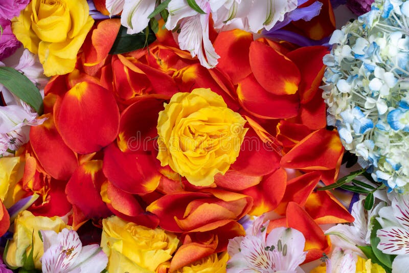 Floral Color Mix Background with Selective Focus Stock Photo - Image of ...