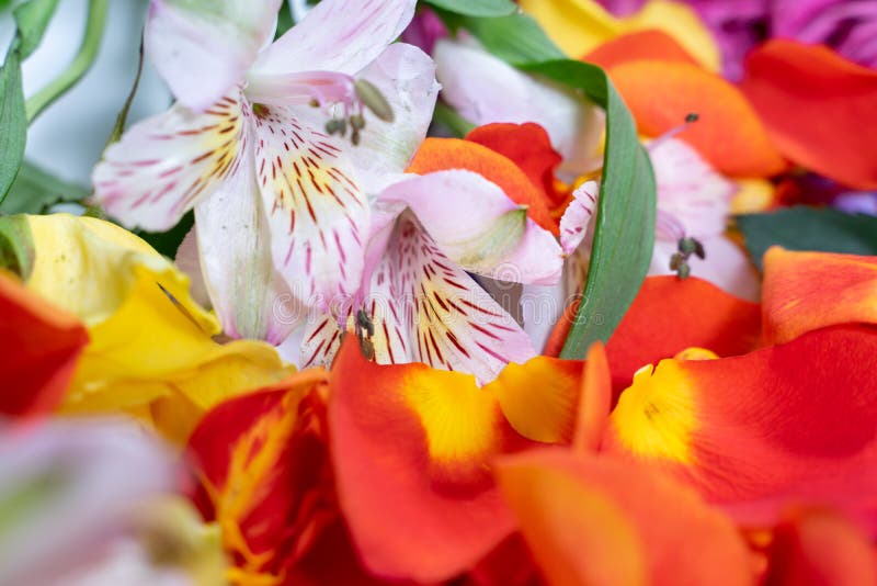 Floral Color Mix Background with Selective Focus Stock Image - Image of ...