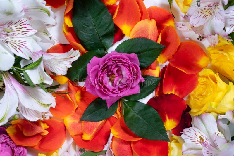 Floral Color Mix Background with Selective Focus Stock Photo - Image of ...