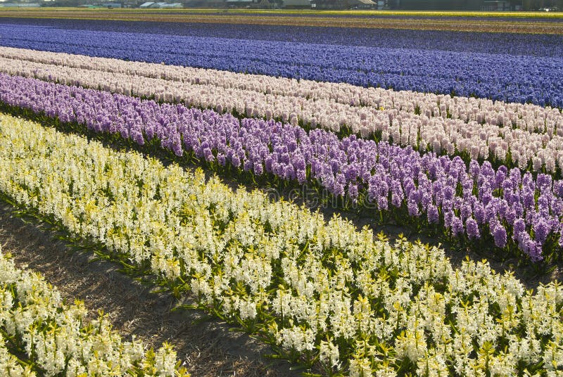 Floral colorful fields stock image. Image of holland - 56305157