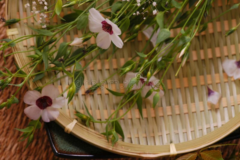 Floral composition stock image. Image of herb, aromatherapy - 64623103