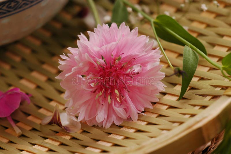 Floral composition stock image. Image of beginning, background - 64623399