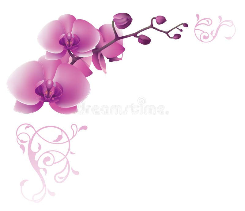 Floral Corner Composition with Orchids Stock Vector - Illustration of ...