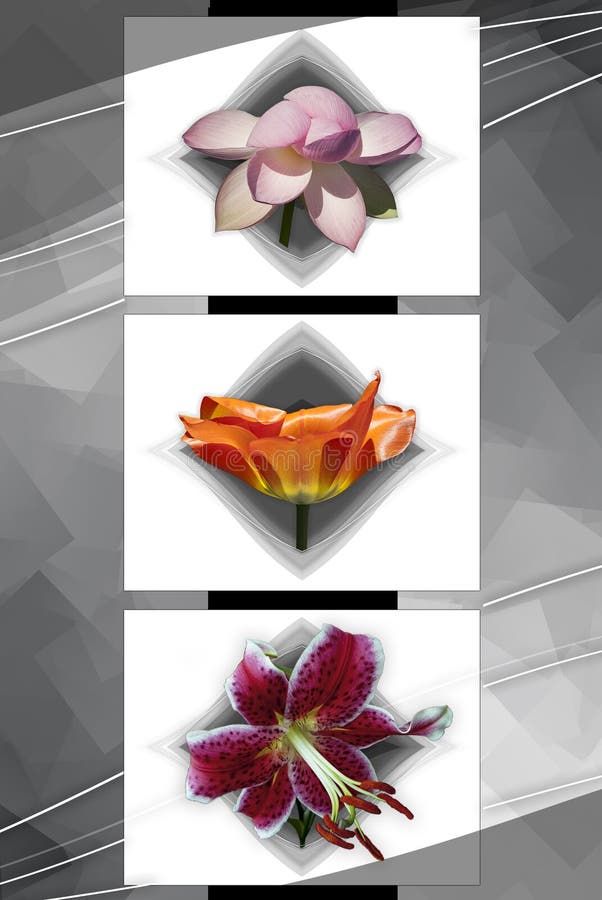 Floral Cubism 2 stock image. Image of tulip, pink, lotus - 31343535