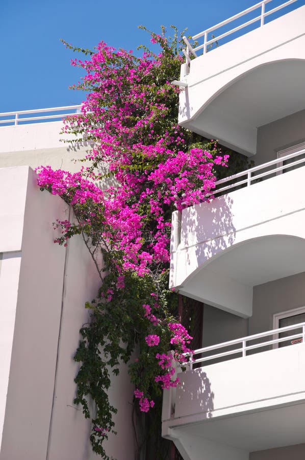 Plants of the roof stock photo. Image of plants, flowerpot - 11182658