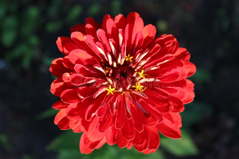 Floral Delight the Gardener. Stock Photo - Image of flowers, emotions ...