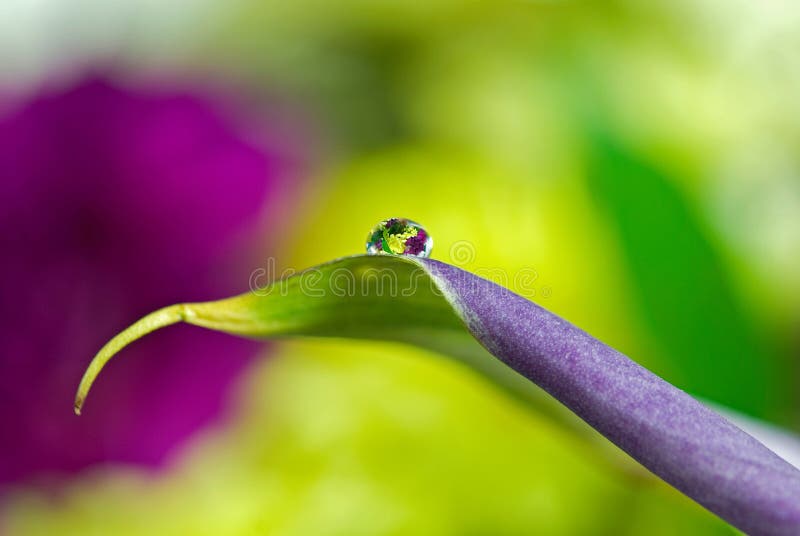 Floral Dew Drop stock photo. Image of droplet, bloom - 18604650