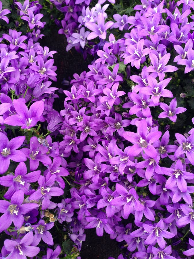 Ambella Flowers Stock Photos - Free & Royalty-Free Stock Photos from ...