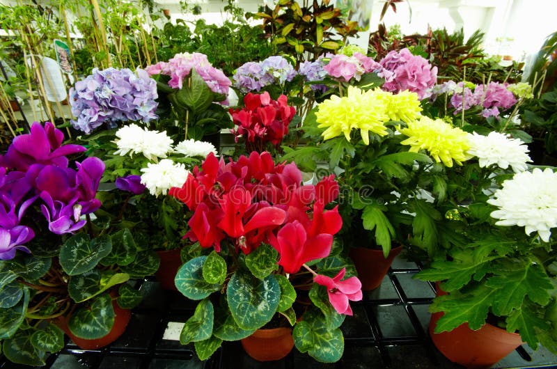 Floral diversity stock image. Image of natural, lush - 45158233