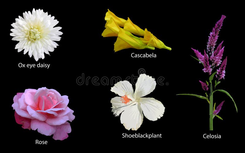 Floral Elements Different Flowers with Name Vector Elements Paint ...