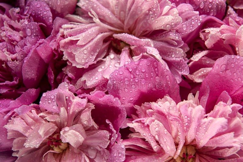 Floral Flat Background of Lush Pink Peonies. Stock Photo - Image of ...