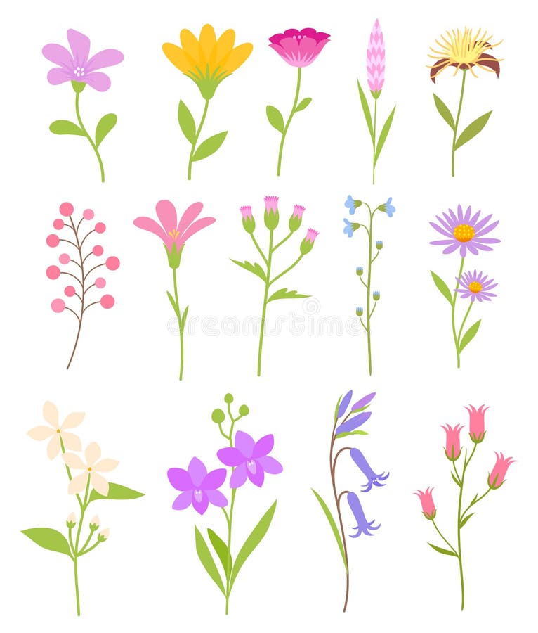 Floral Flower Elements Colorful Set Stock Vector - Illustration of ...