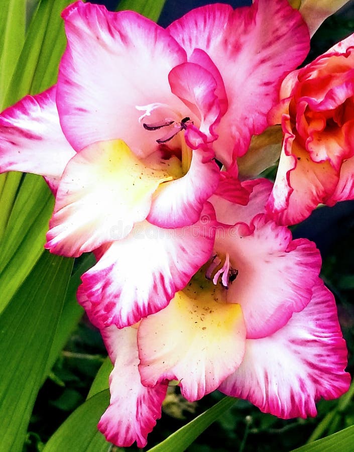 Floral stock image. Image of multiple, nature, flower - 163924707