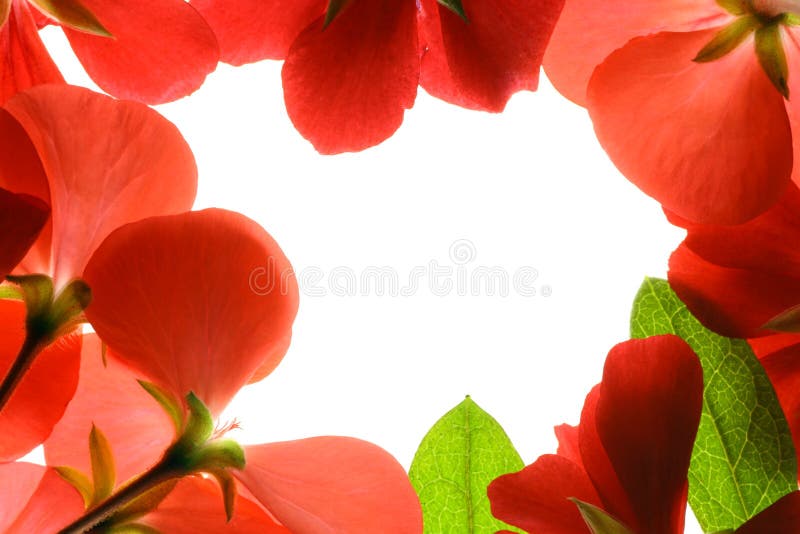 Red Flower Frame stock photo. Image of macro, bloom, botany - 2127560