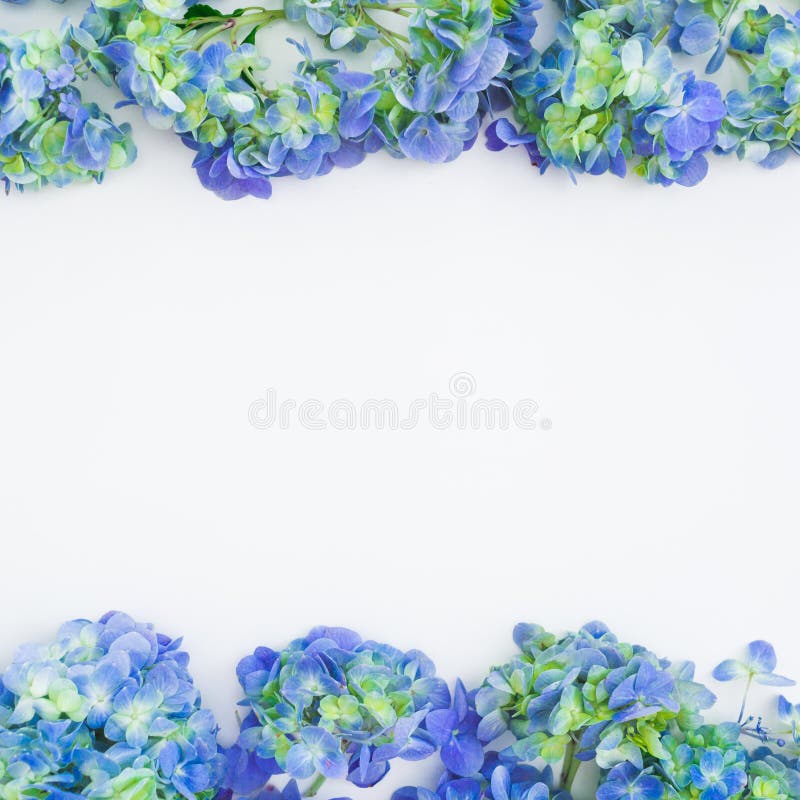 Floral Frame with Blue Hydrangea Flowers on White Background. Flat Lay ...
