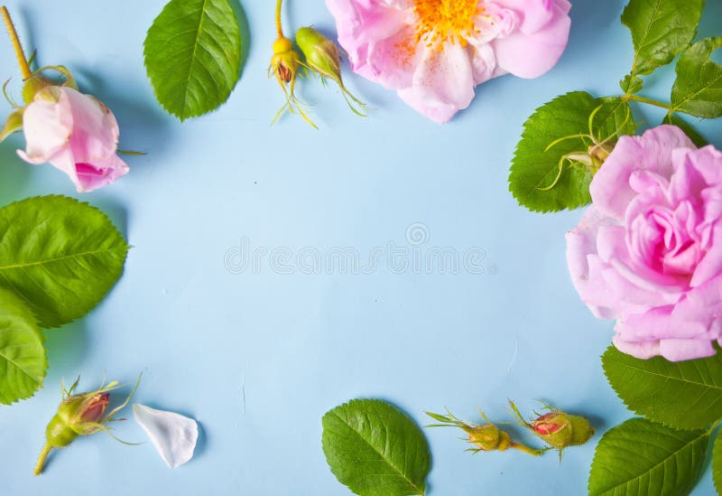 Floral Frame with Pink Briar Wild Roses Stock Image - Image of petal ...