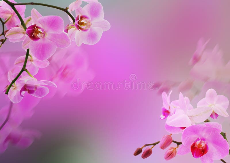 1,652 Pink Orchid Border Frame Stock Photos - Free & Royalty-Free Stock ...