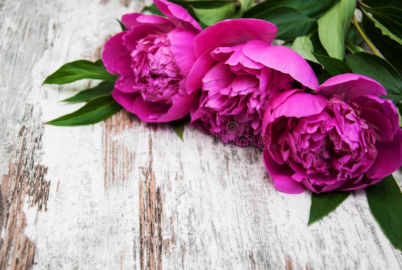 Floral Frame with Pink Peonies Stock Image - Image of beautiful, floral ...