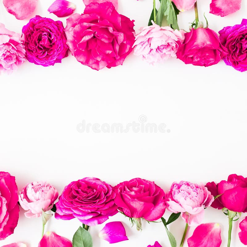 Floral Frame with Pink Roses Isolated on White Background. Flat Lay ...