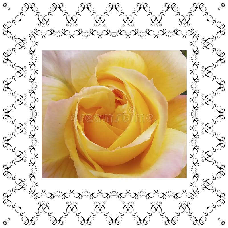 Floral Frame Retro Lovely Rose in Decorative Frame Vintage Style Stock ...
