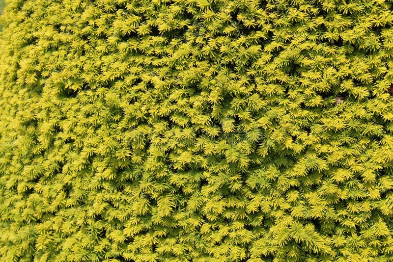 Floral Hedge Background. stock photo. Image of plants - 39894830