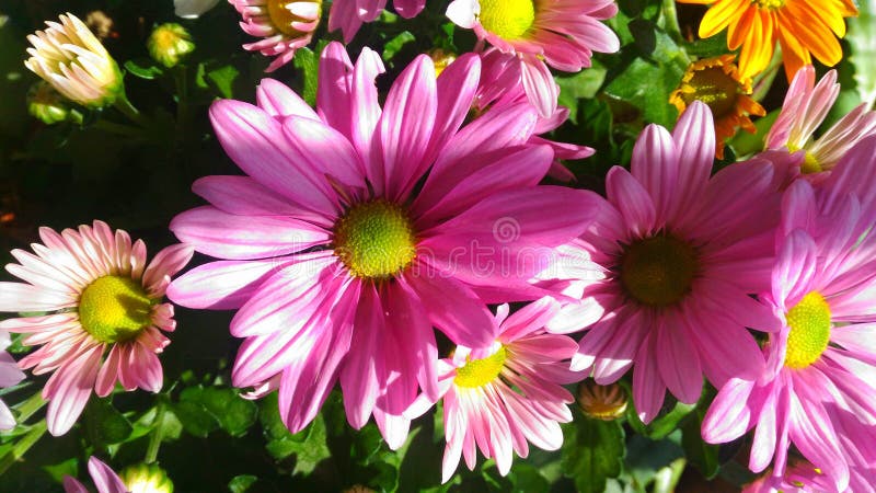 Floral immage for design stock image. Image of floral - 202659715