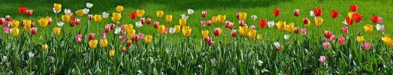 Floral panorama stock photo. Image of garden, grass, park - 30897996