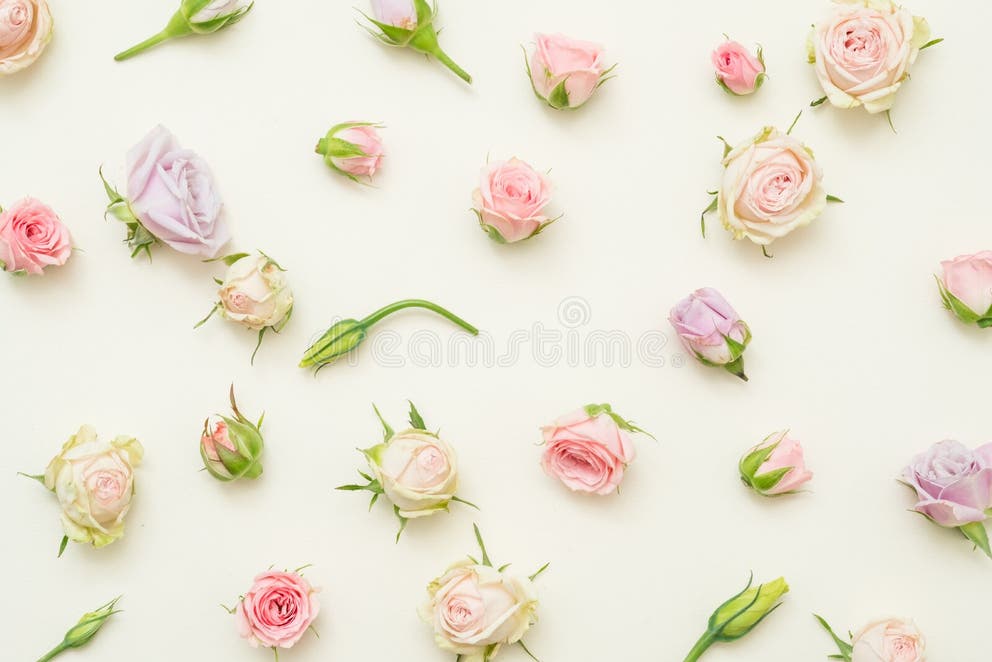 Floral Pattern Assorted Roses Ivory Background Stock Image - Image of ...