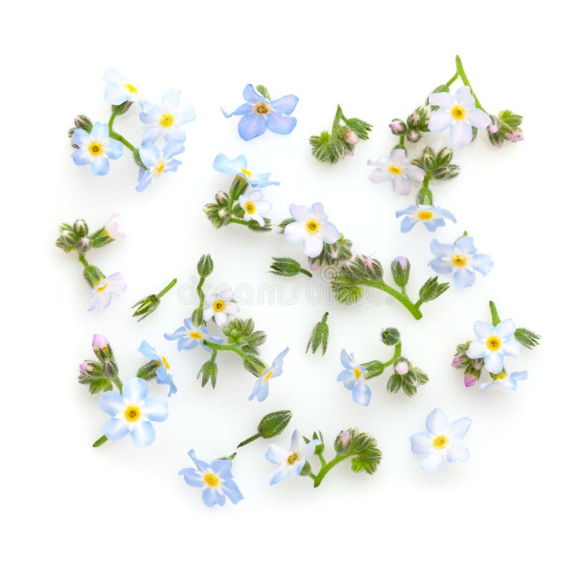 Floral Pattern with Forget-me-nots on White Background. Flat Lay Stock ...