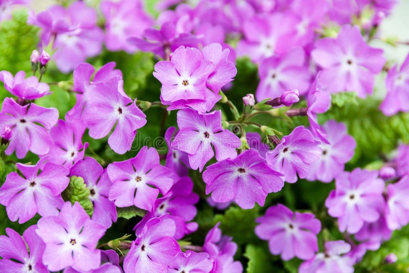 Floral Pattern from Groundcover Flowers Creeping Phlox Stock Image ...