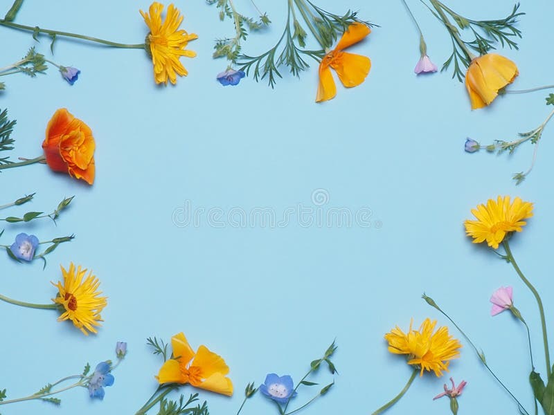 Floral Pattern of Orange Flowers on Blue Background. Stock Photo ...