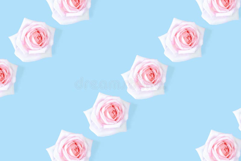 Floral Pattern with a Pink Rose on a Blue Background Stock Photo ...
