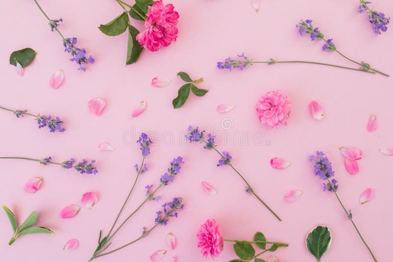 Floral Pattern of Pink Roses and Lavender Flowers Isolated on Pink ...