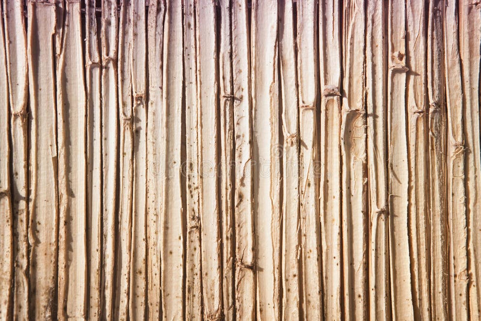 Floral pattern reed stock photo. Image of bacground, floral - 43239398