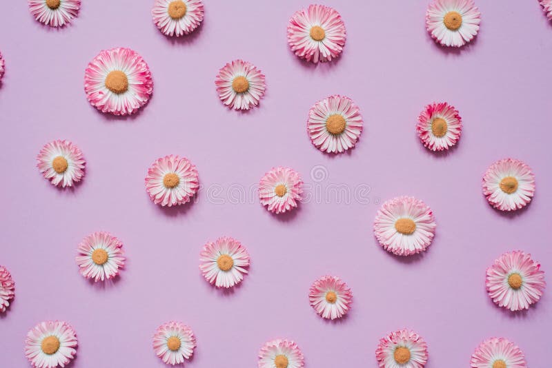 Floral Pattern of White Daisies on Pink Background Stock Image - Image ...