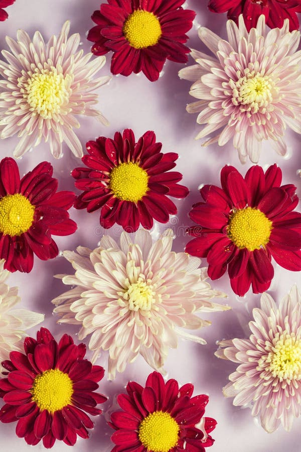 Floral Pink and Red Flower Background, Flat Lay. Stock Image - Image of ...