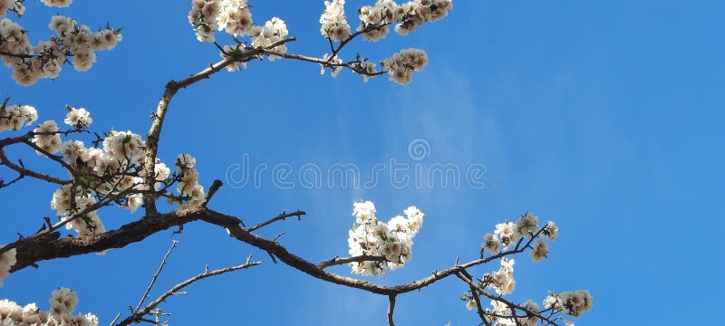 A Floral Prelude: the Almond Tree S Spring Awakening Stock Image ...