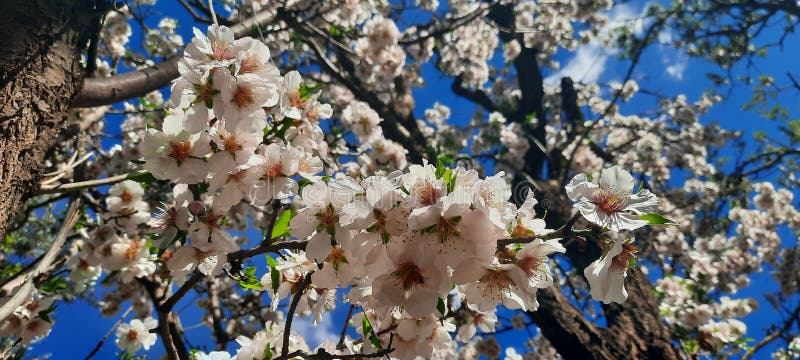 A Floral Prelude: the Almond Tree S Spring Awakening Stock Image ...