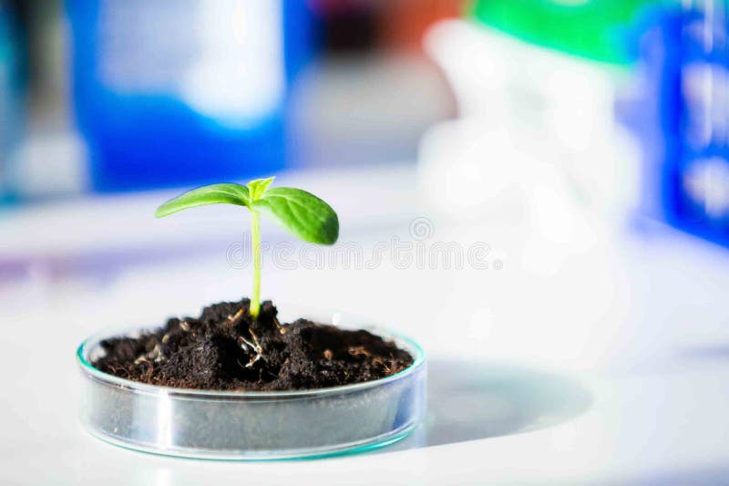 Floral Progress from Seedling To Blooming Plant in Close-up Stock Image ...