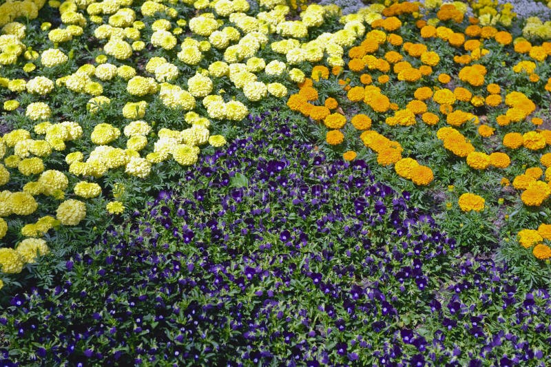 Floral Pyramid stock image. Image of design, structure - 4896475